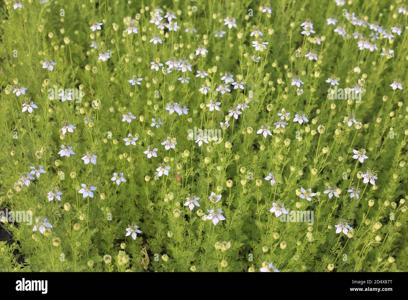 Green black cumin plant growing on the field with flower Stock Photo ...