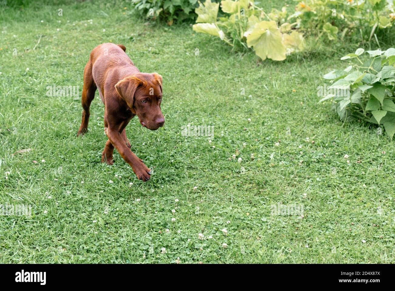 Running beautiful young brown hi-res stock photography and images - Alamy