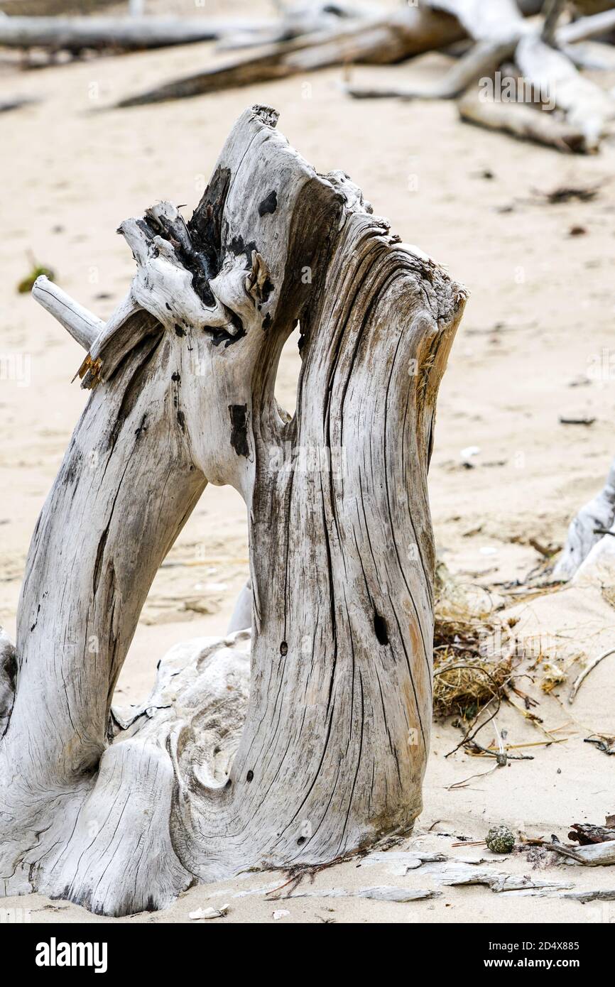 various interesting forms of seawater washed dry tree roots by the sea ...