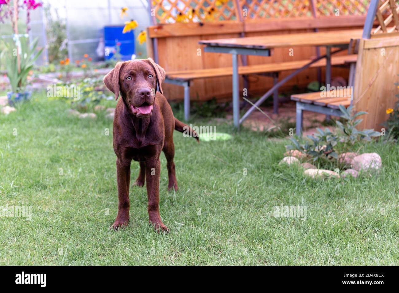 Brown labrador running on the lawn Stock Photo - Alamy