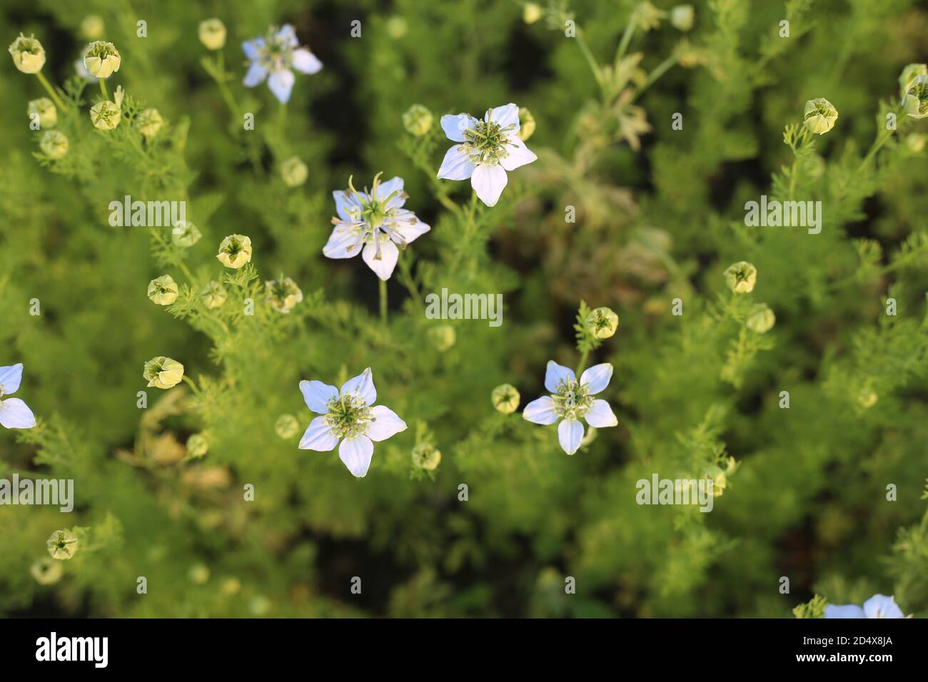 Green black cumin plant growing on the field with flower Stock Photo ...