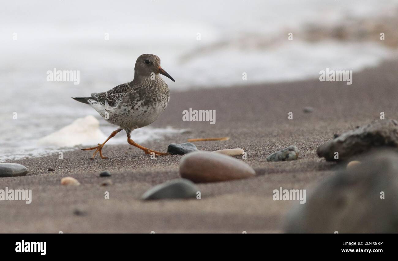 Spurn point migration hi-res stock photography and images - Alamy