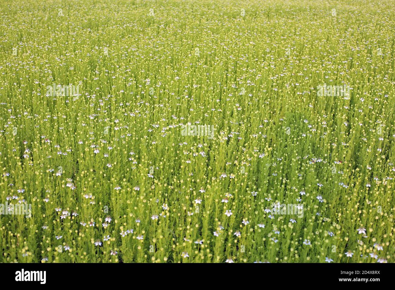Green black cumin plant growing on the field with flower Stock Photo ...