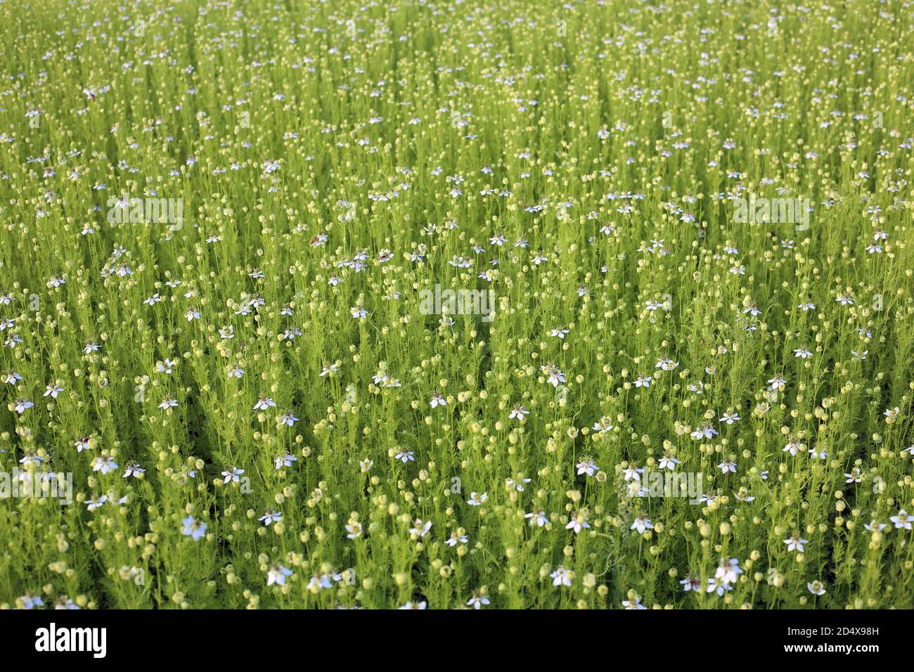Green black cumin plant growing on the field with flower Stock Photo ...