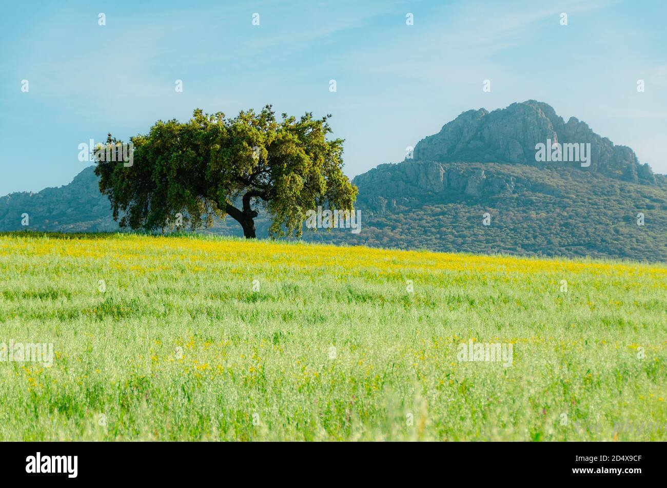a picture of a tree Stock Photo - Alamy