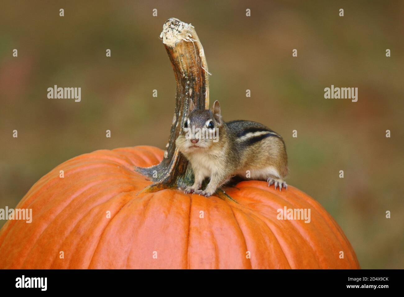Chipmunk on pumpkin hi-res stock photography and images - Alamy