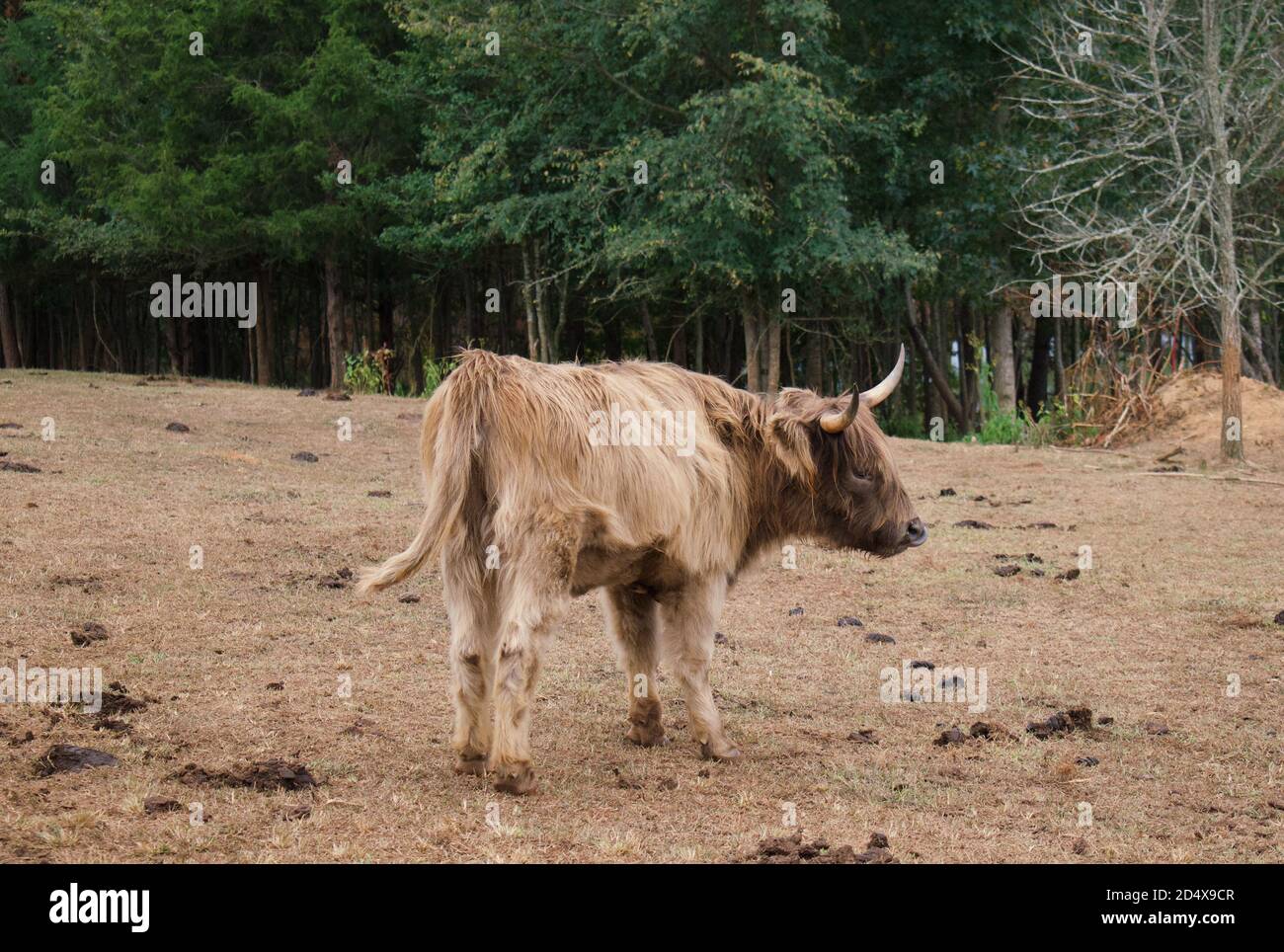 Focus on single Highland cow in the grazing field Stock Photo - Alamy