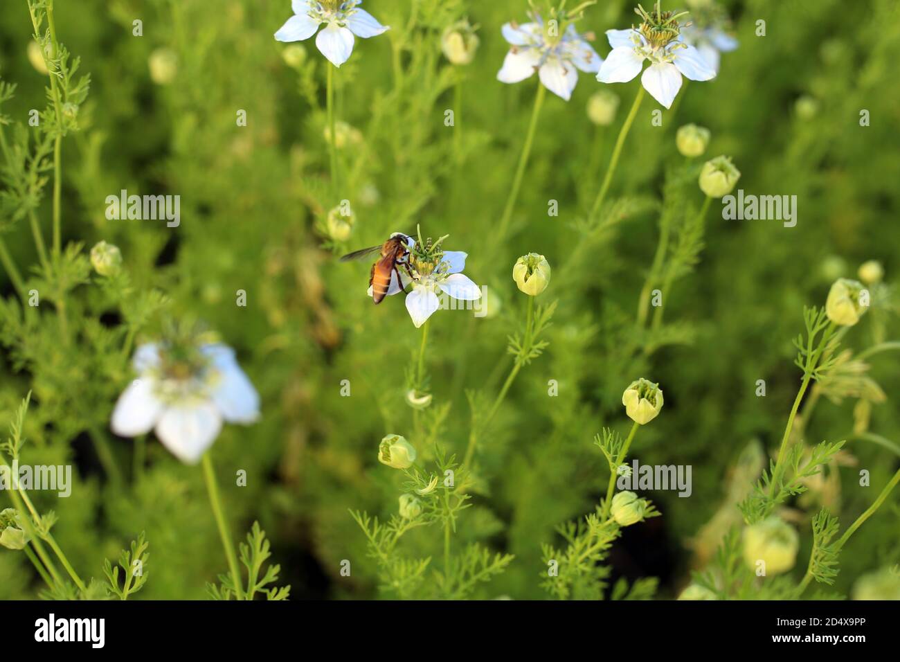 Green black cumin plant growing on the field with flower Stock Photo ...
