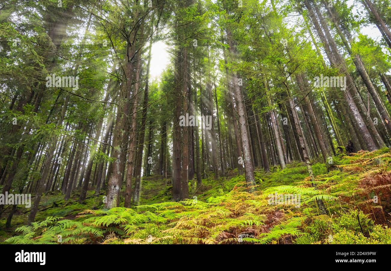 Low angle of a forest landscape with sunlight through the tall ...