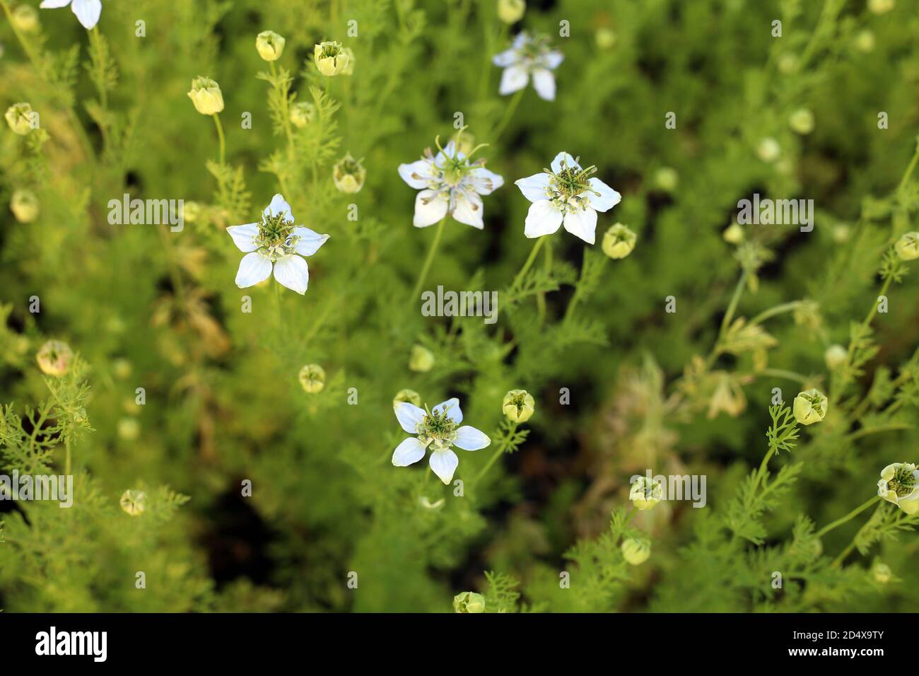 Green black cumin plant growing on the field with flower Stock Photo ...