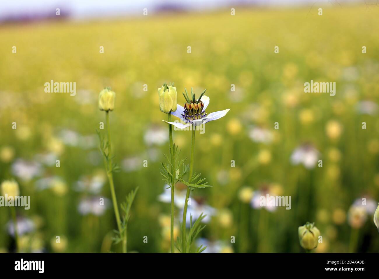 Green black cumin plant growing on the field with flower Stock Photo ...