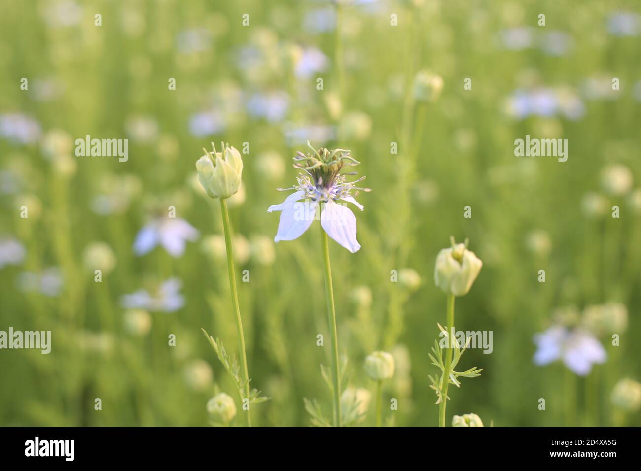 Green black cumin plant growing on the field with flower Stock Photo ...