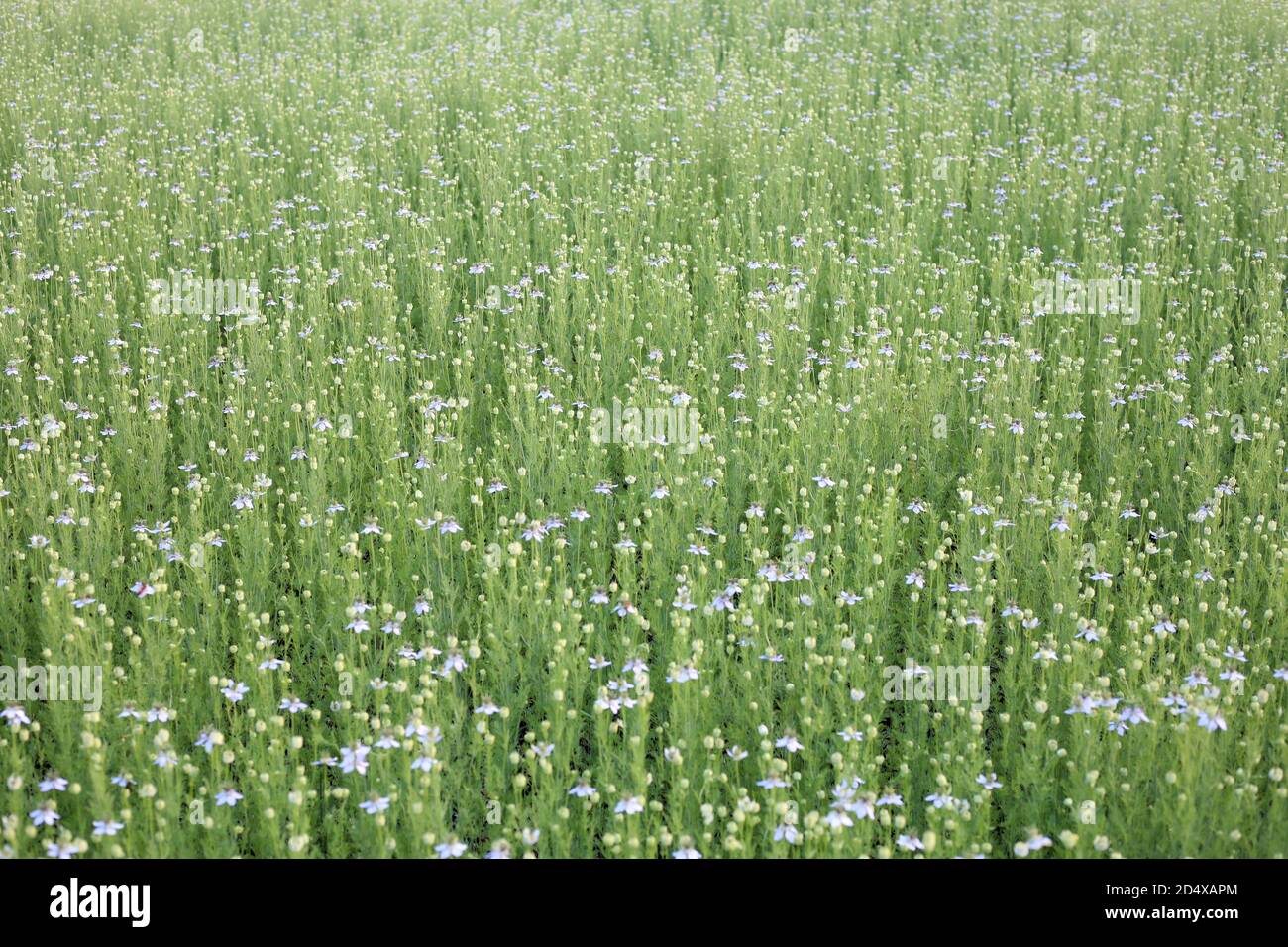 Green black cumin plant growing on the field with flower Stock Photo ...