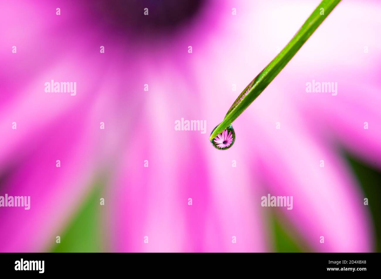 a drop with a flower background Stock Photo - Alamy
