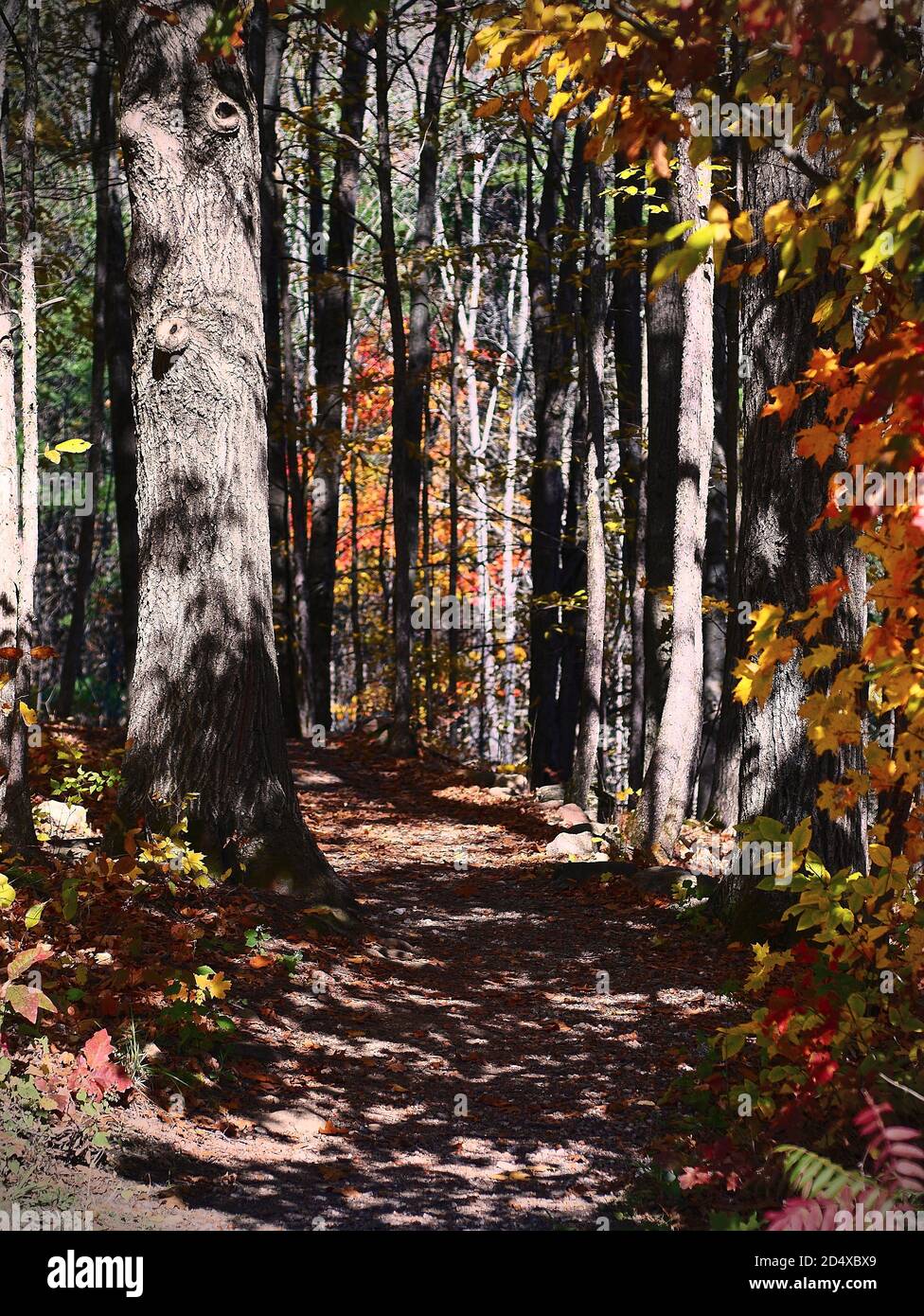 Gorgeous Autumn / Fall yellows and dappled shadowson a Thanksgiving ...
