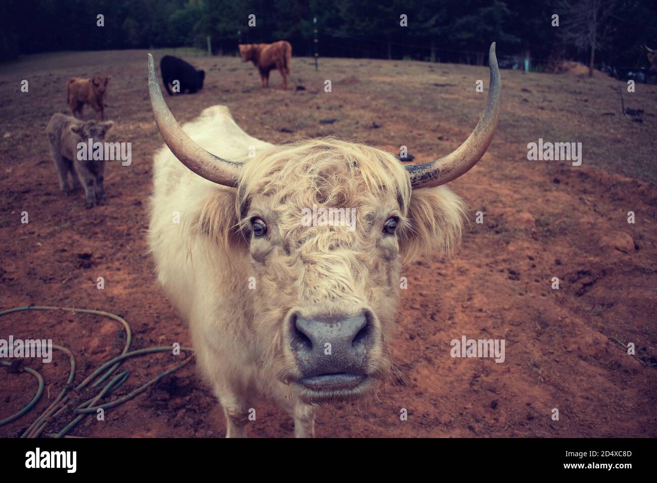 Focus on a single Highland cow in the grazing field Stock Photo - Alamy