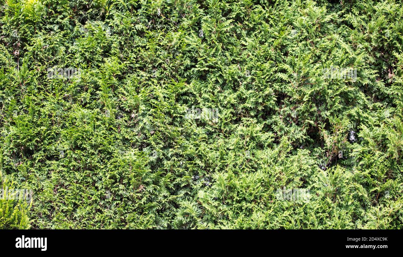 Cypress Background Green Texture Place For Text Stock Photo Alamy