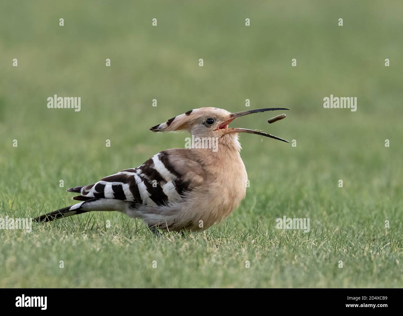 Predator african crest hi-res stock photography and images - Alamy