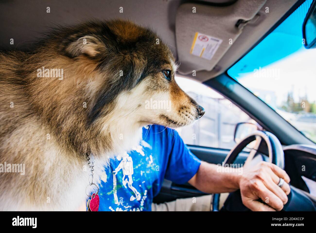 Dog In Driver Seat