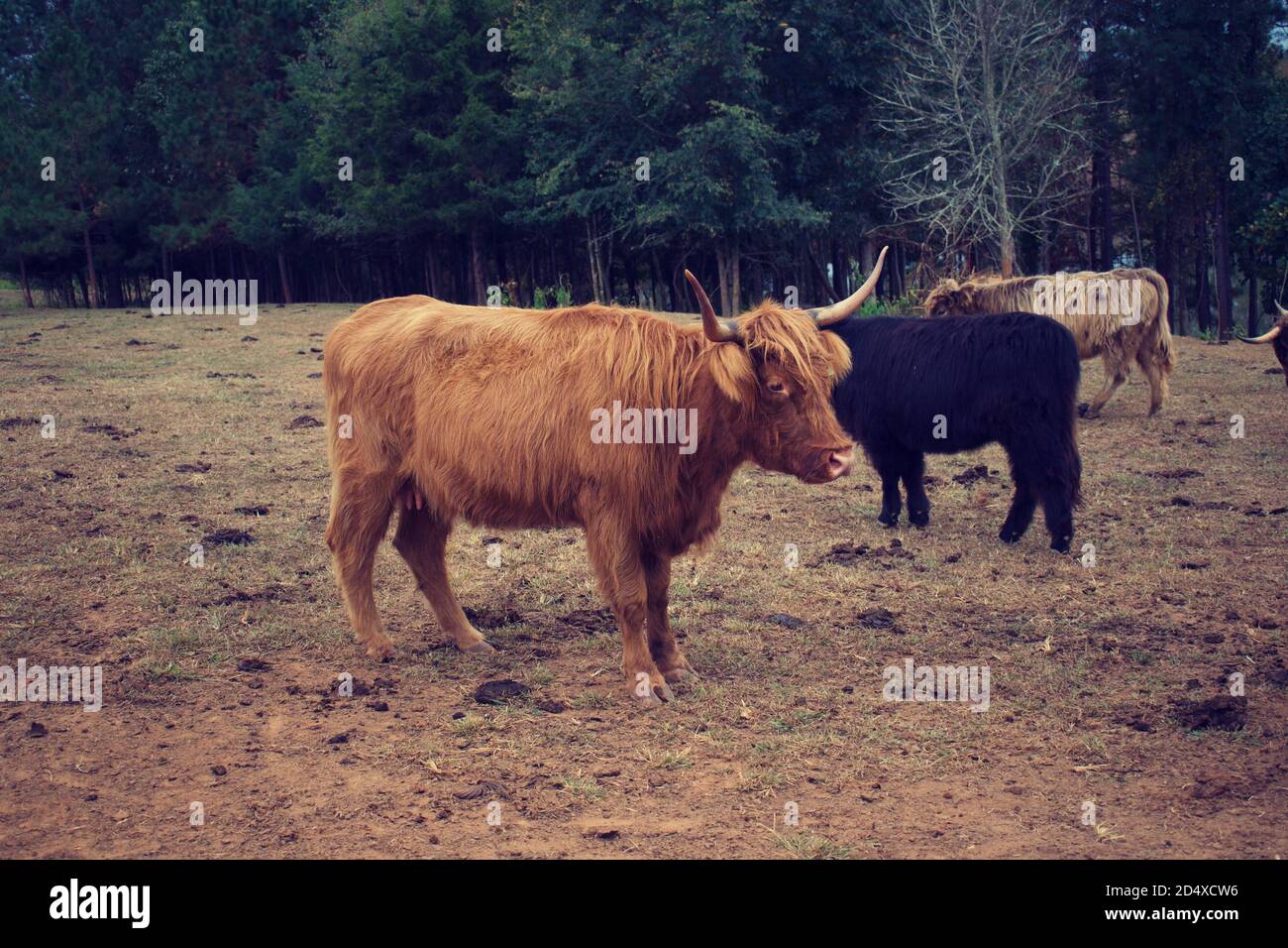 Scottish breed of rustic cattle hi-res stock photography and images - Alamy