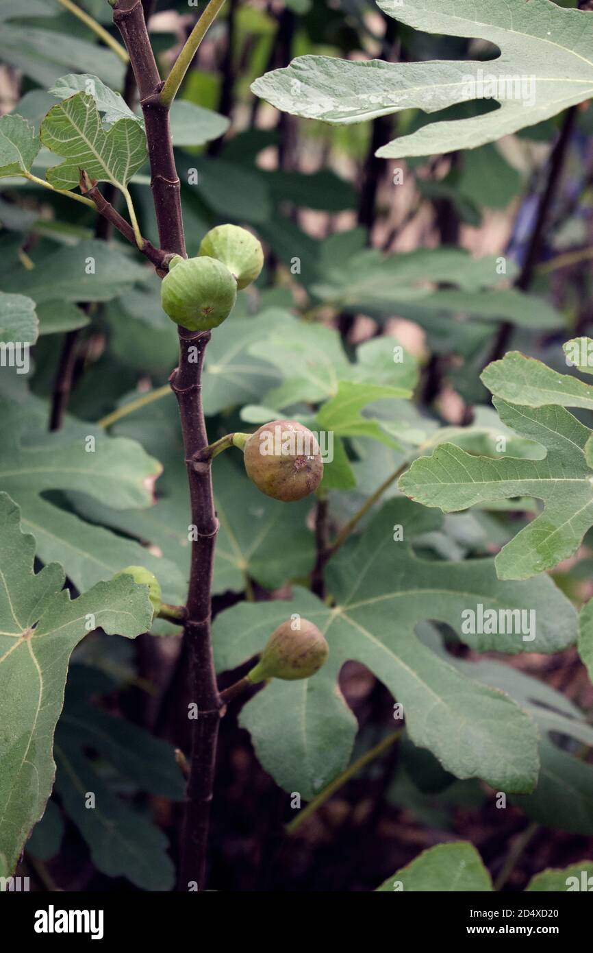 Fig shrub hi-res stock photography and images - Alamy