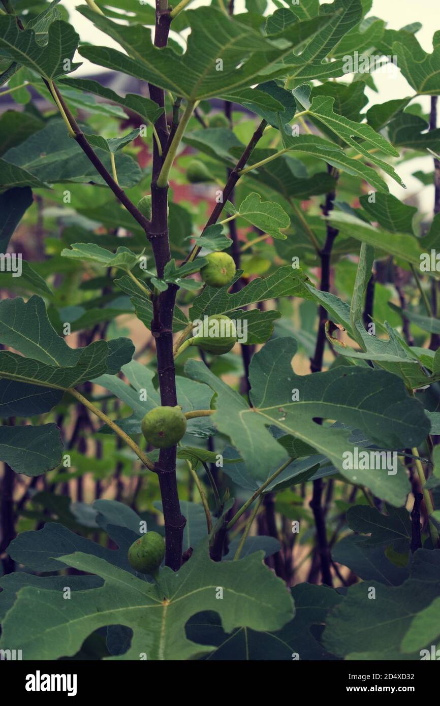 Fig shrub hi-res stock photography and images - Alamy