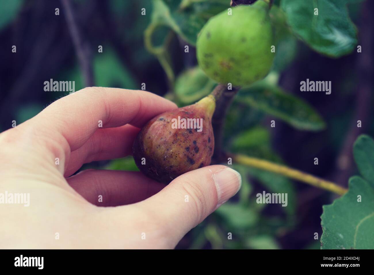 Close up on a hand picking ripe fig fruit Stock Photo - Alamy