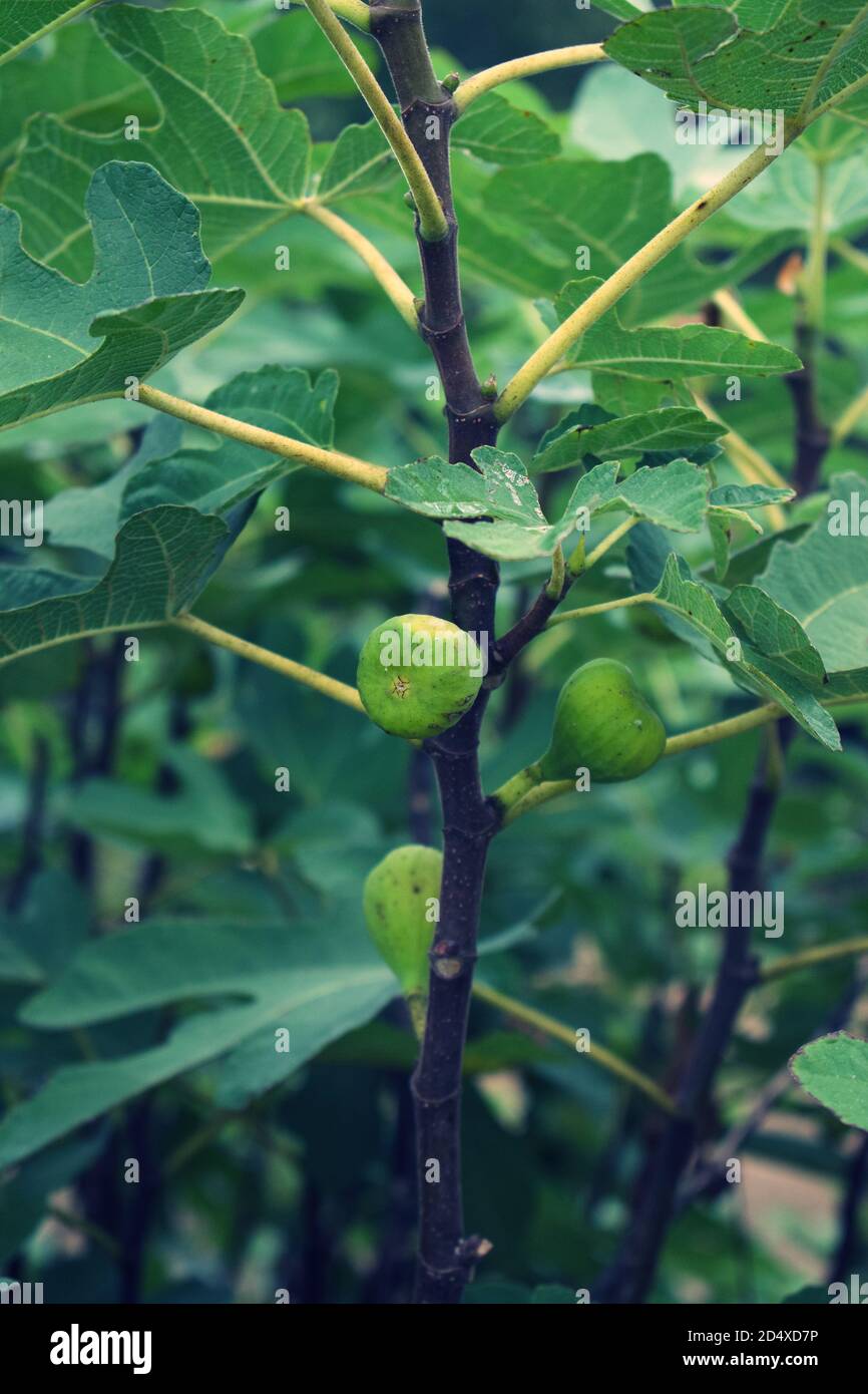 Fig shrub hi-res stock photography and images - Alamy