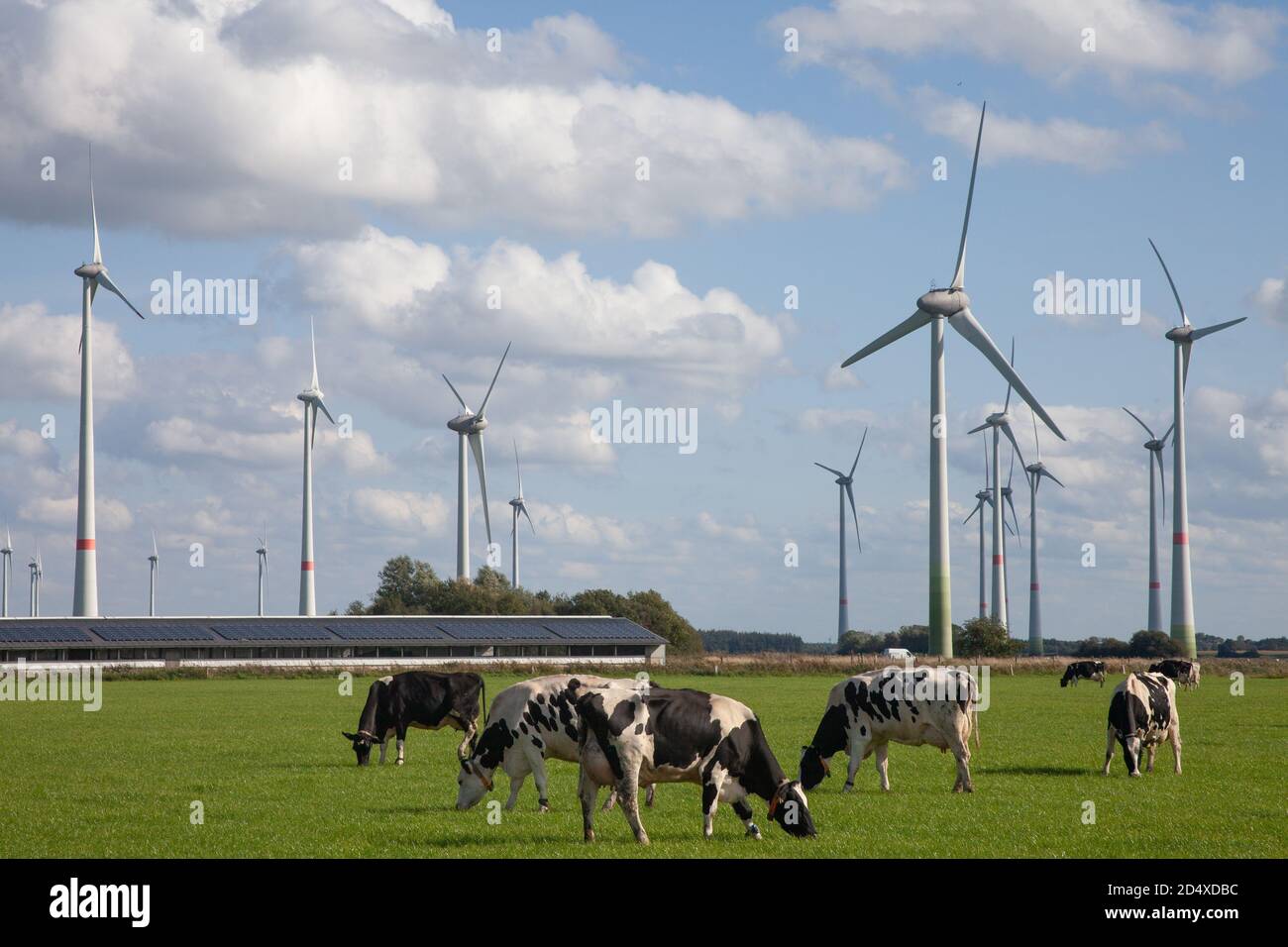 Cattle grazing in front of a wind farm and solar panels on top of a ...