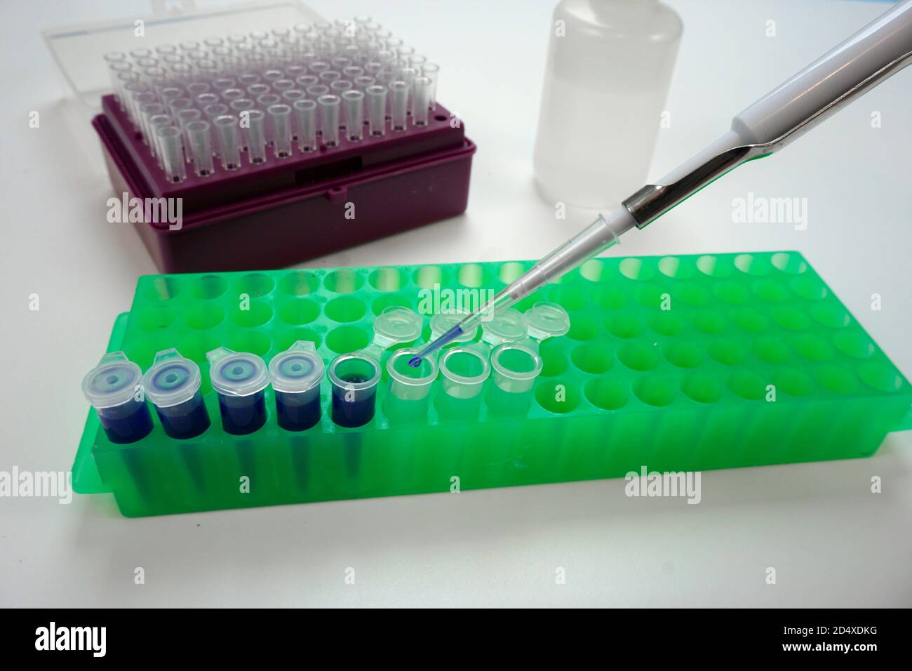 Laboratory pipette transferring reagents into tubes in a rack Stock ...