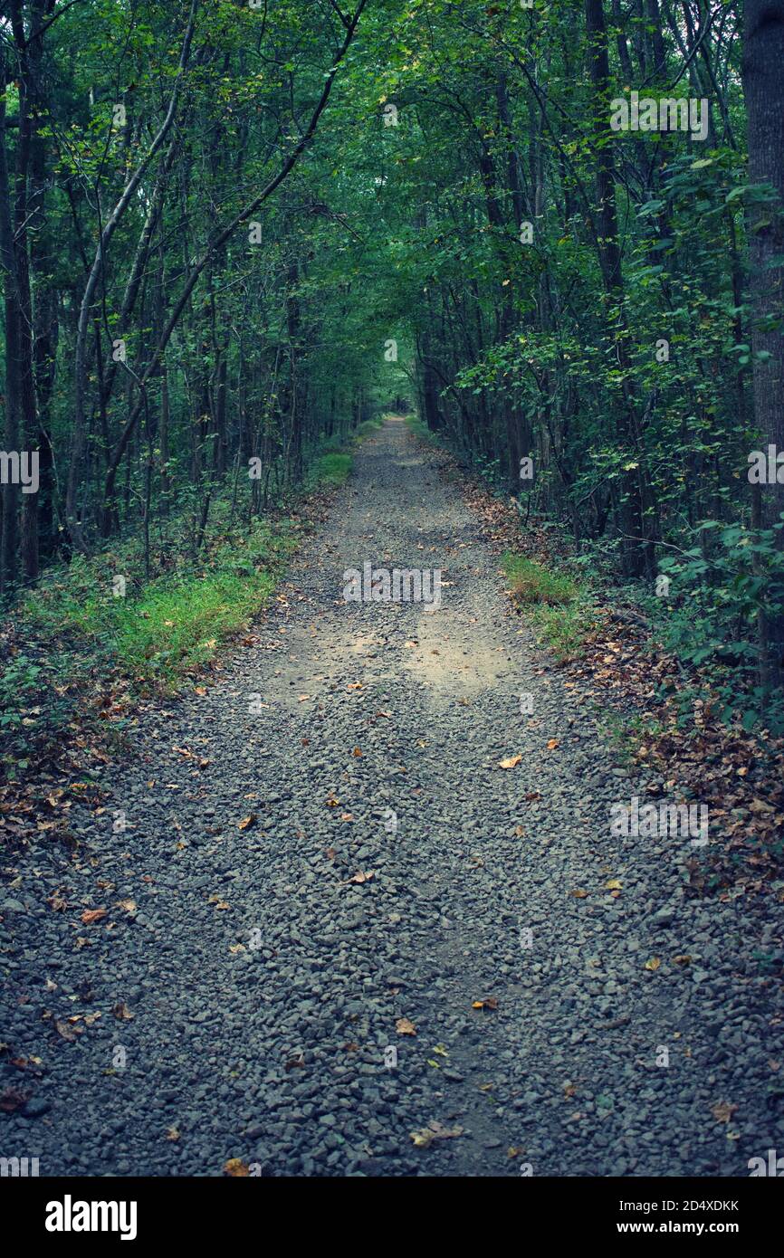 Gravel old train bed trail, with summer green trees lining the path ...