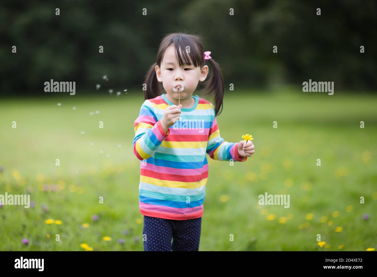 young girl blowing dandelion in the summer garden morning Stock Photo ...