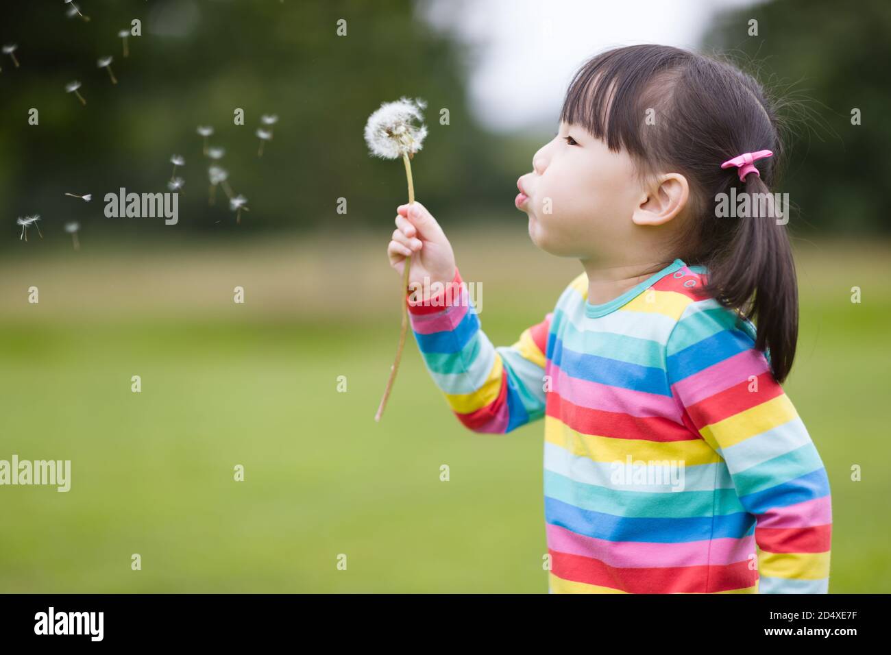 young girl blowing dandelion in the summer garden morning Stock Photo ...