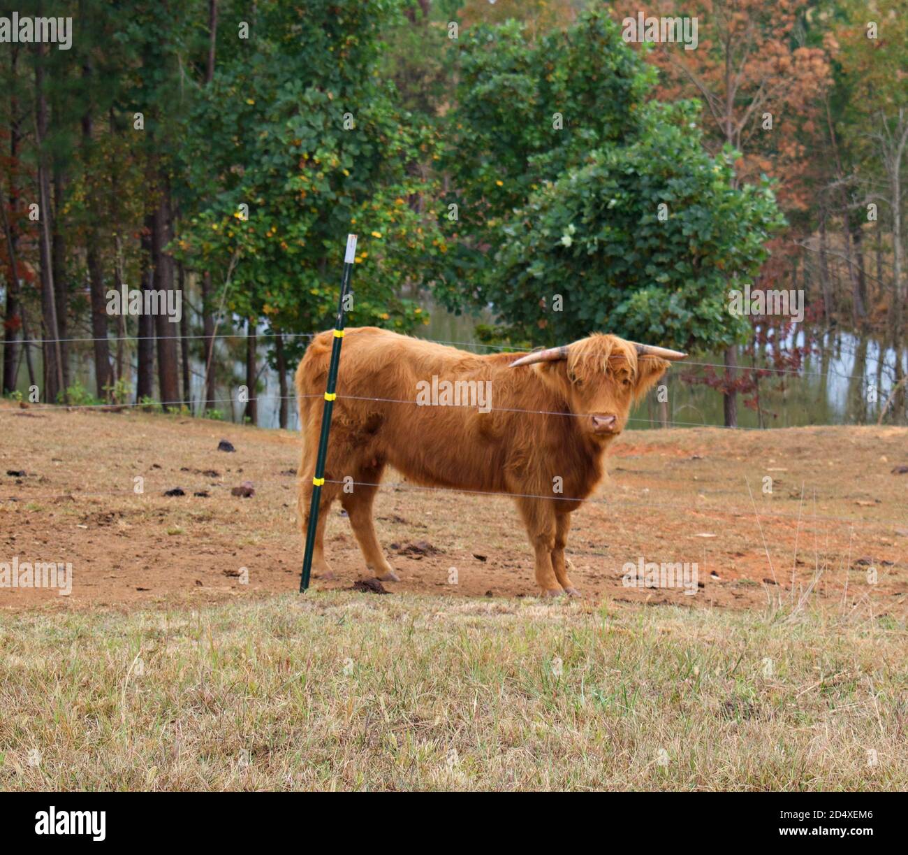 Focus on single Highland cow in the grazing field Stock Photo - Alamy