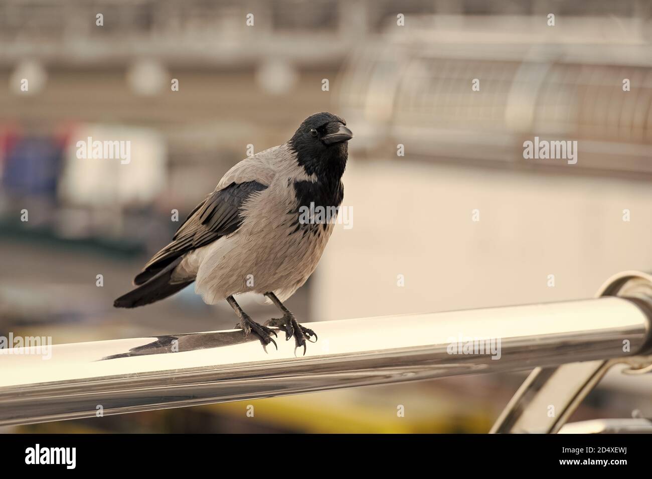Looking for victim. Black crow sit railing searching food. Large urban ...