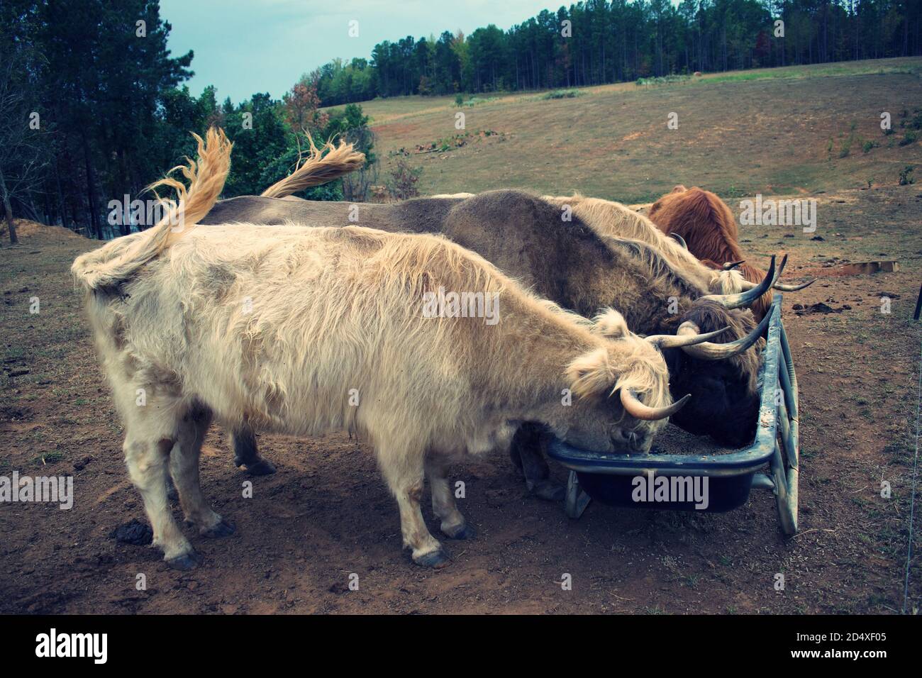 Multiple highland cows feeding from the trough Stock Photo - Alamy