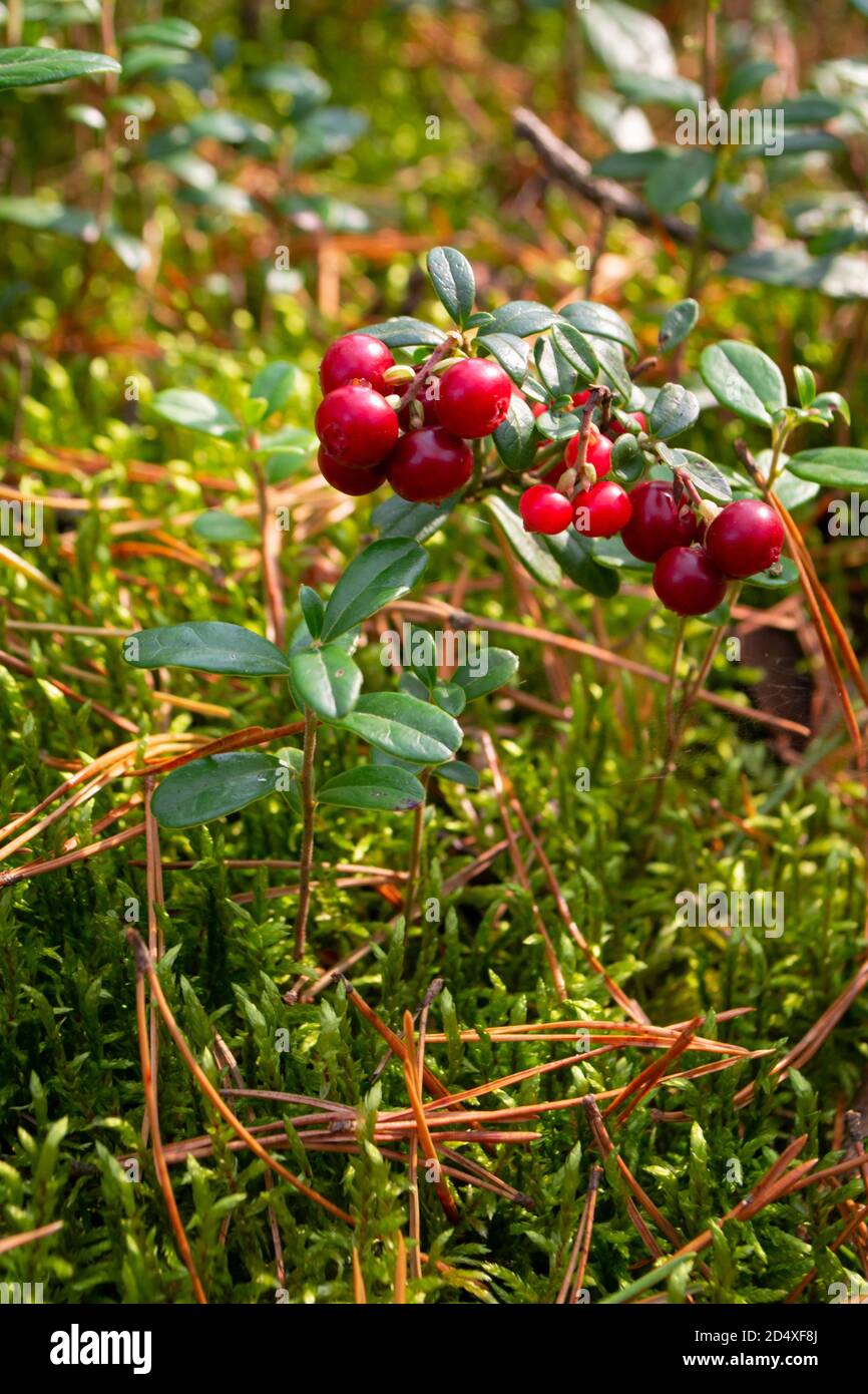 Lingon berry plant hi-res stock photography and images - Alamy
