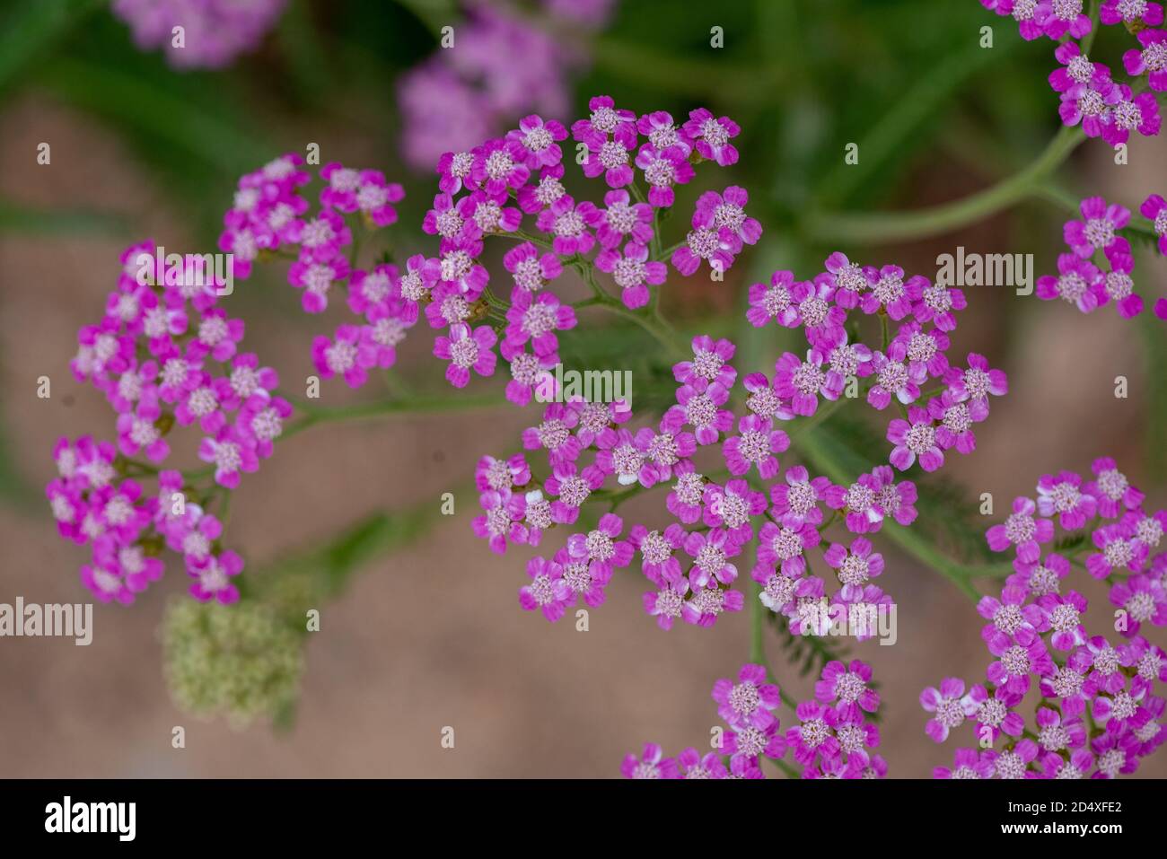 Pink and white California Yarrow, Achillea millefolium, viewed from the ...
