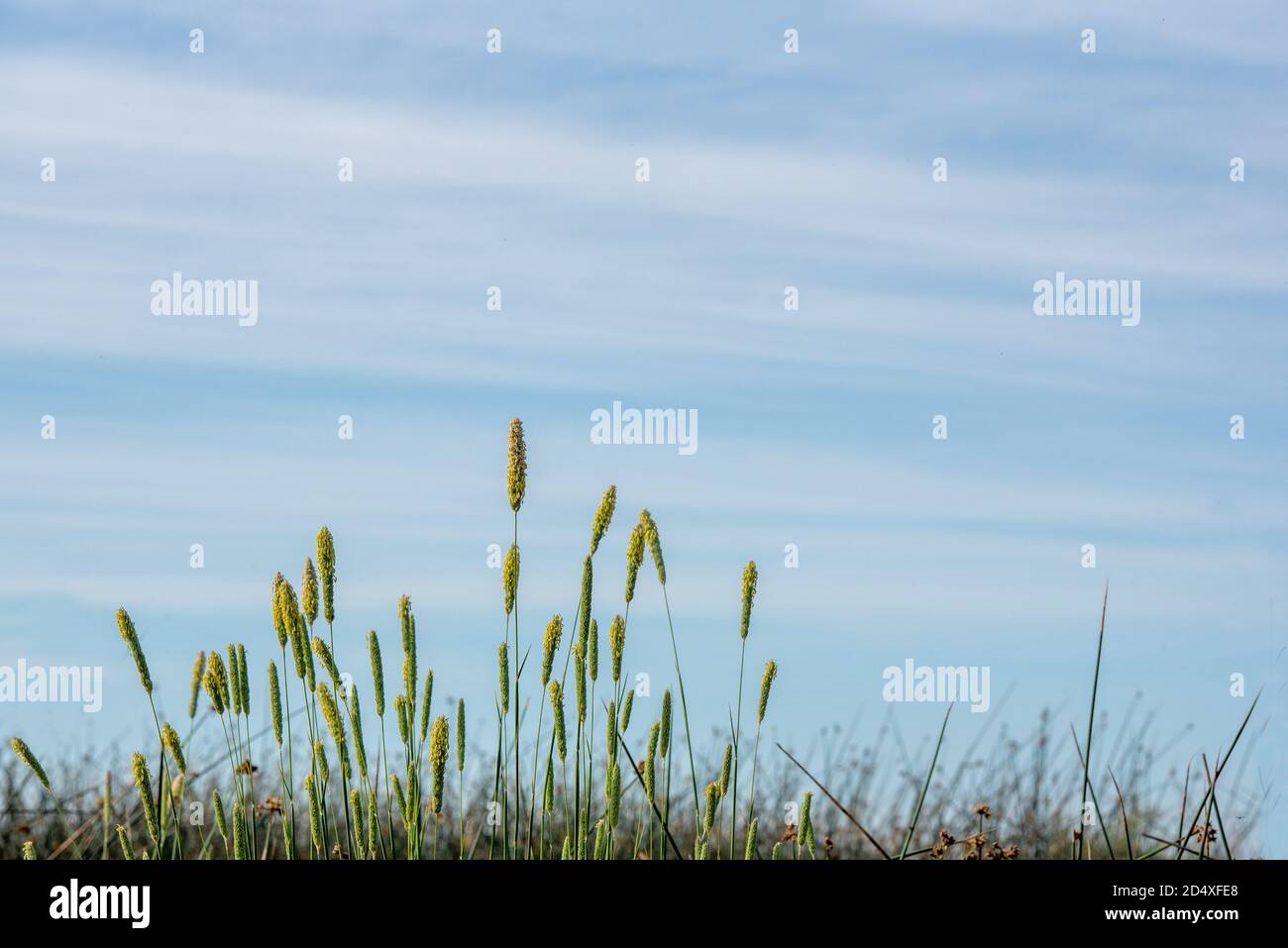 Pollen-loaded tall grass, flowers, in the spring of California, during ...