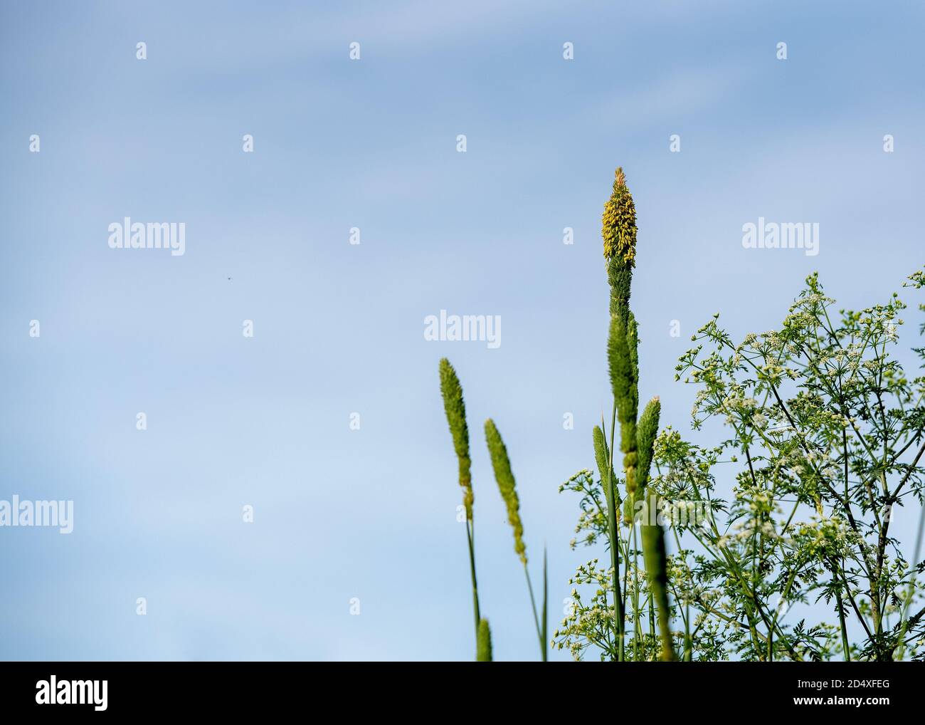 Pollen-loaded tall grass, flowers, in the spring of California, during ...