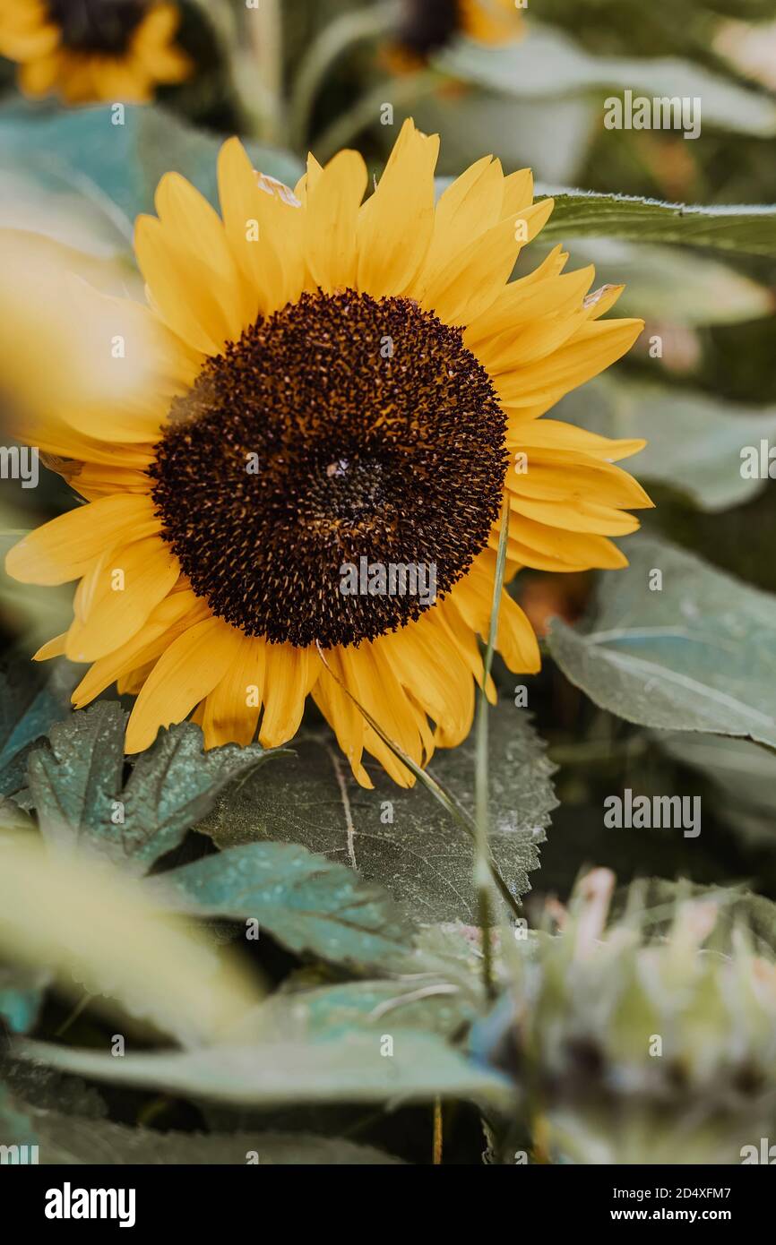 Head of a blooming sunflower flower close-up on a background of green ...