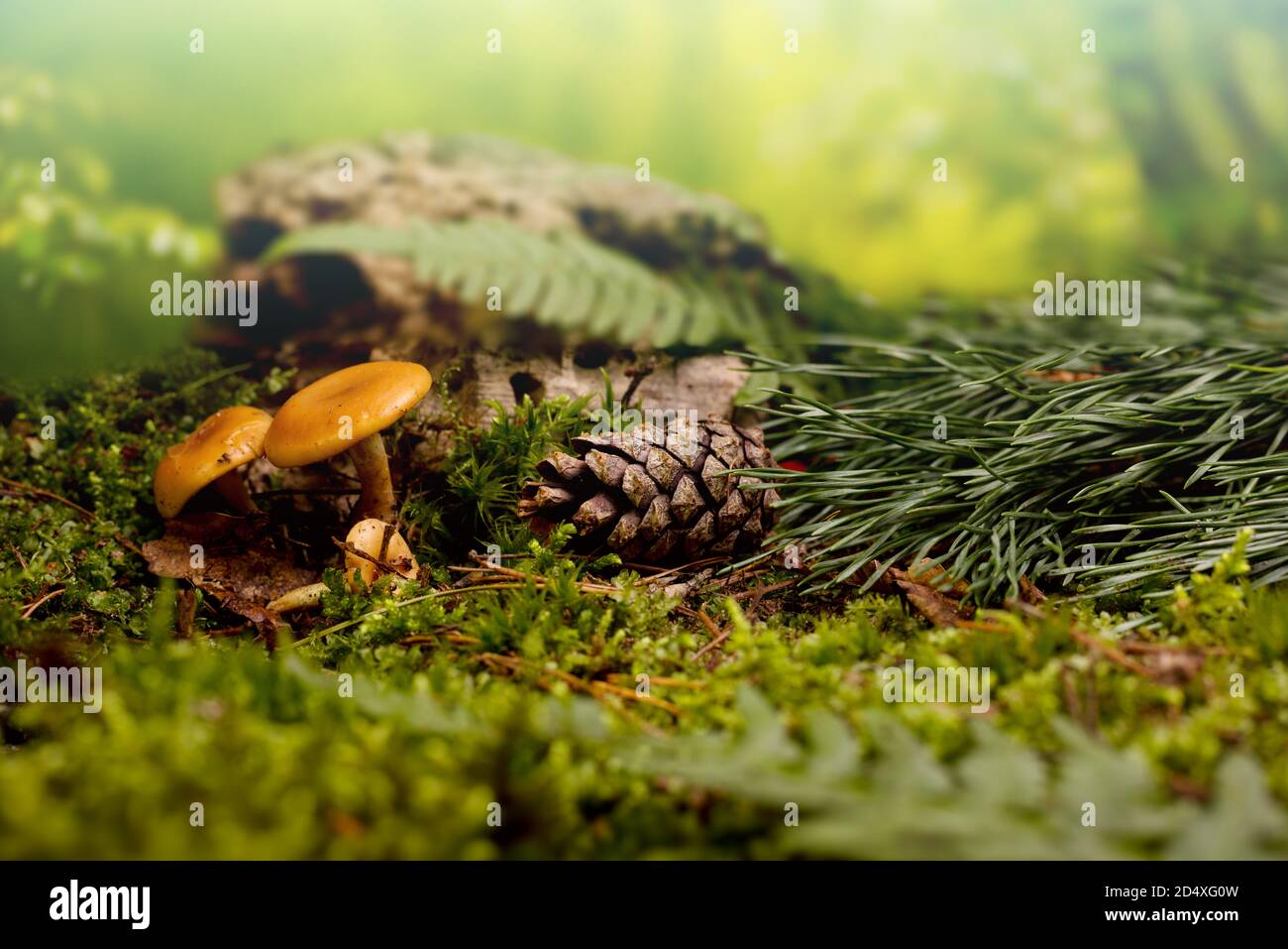 Forest floor macro landscape with mushroom, fir tree branch and pine ...