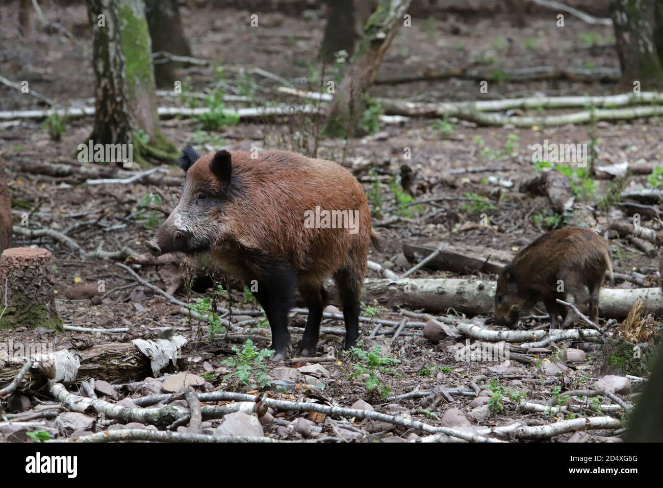 Wildschwein frischling hi-res stock photography and images - Alamy