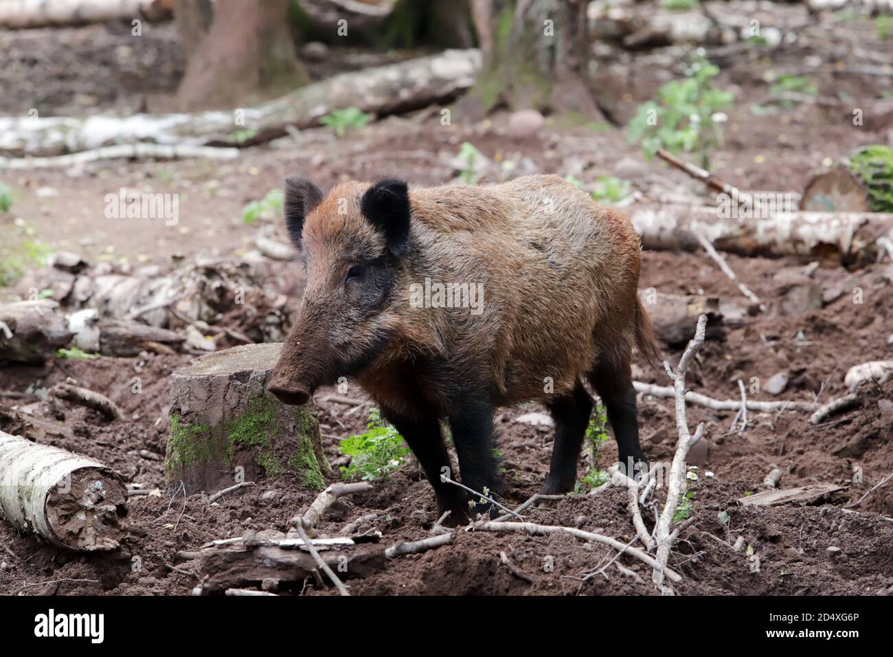 Wildschwein Sus Scrofa High Resolution Stock Photography and Images - Alamy