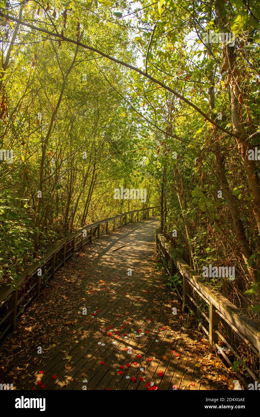 Romantic wooden walkway in trees by the lake Stock Photo - Alamy
