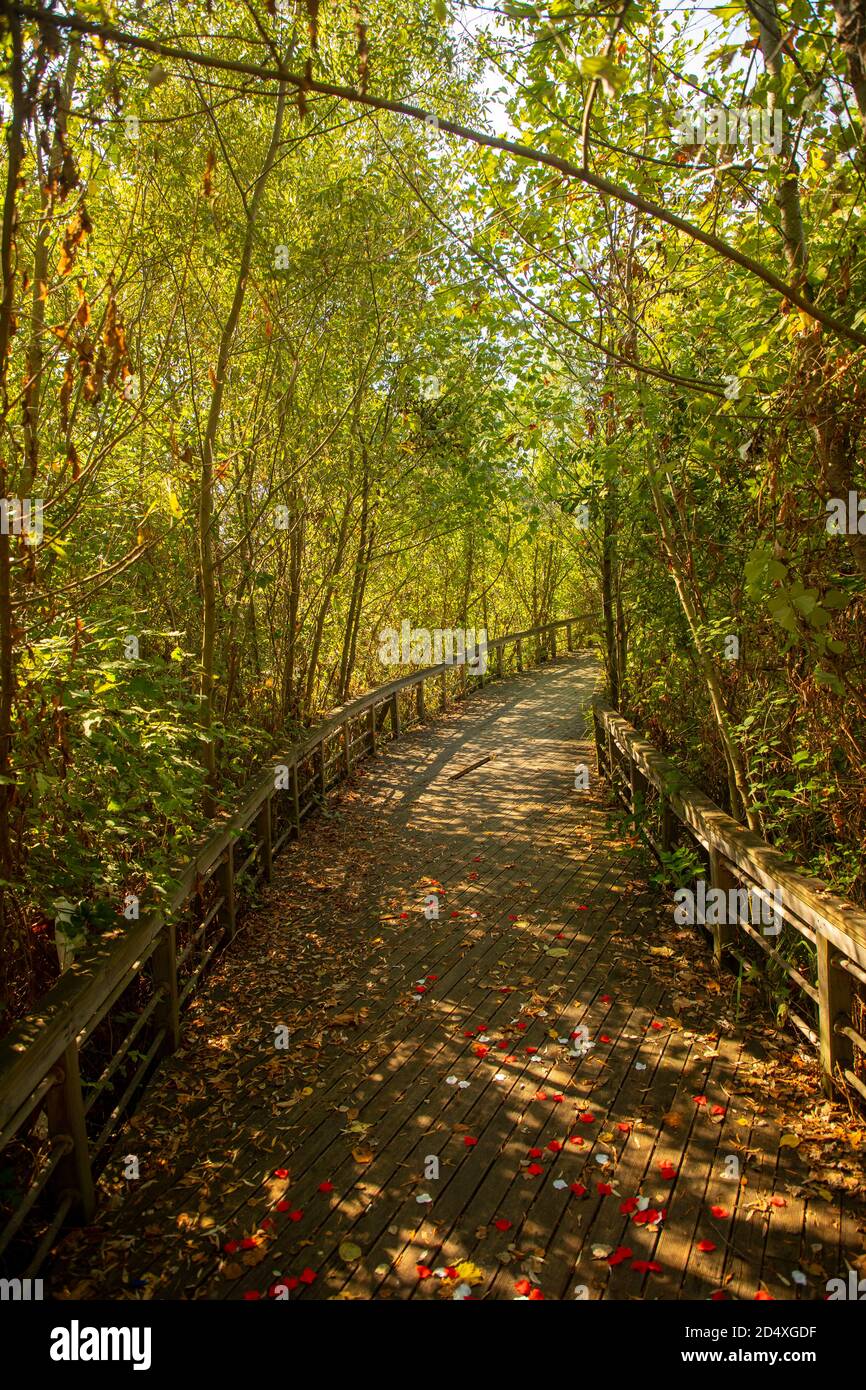 Romantic wooden walkway in trees by the lake Stock Photo - Alamy