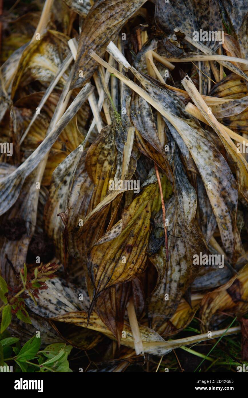 Withered leaves detail in nature hi-res stock photography and images ...