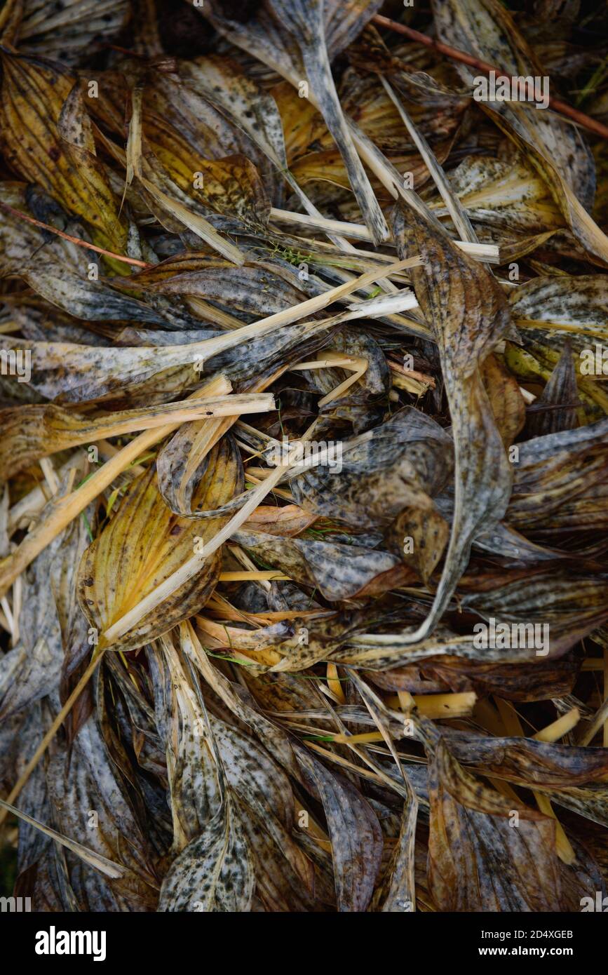 Withered leaves detail in nature hi-res stock photography and images ...