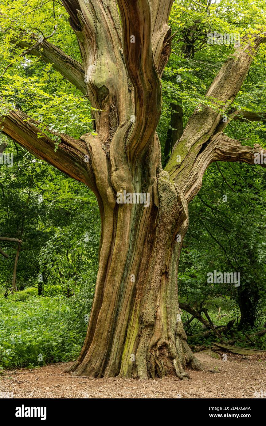 Ancient Oak Tree Stock Photo - Alamy