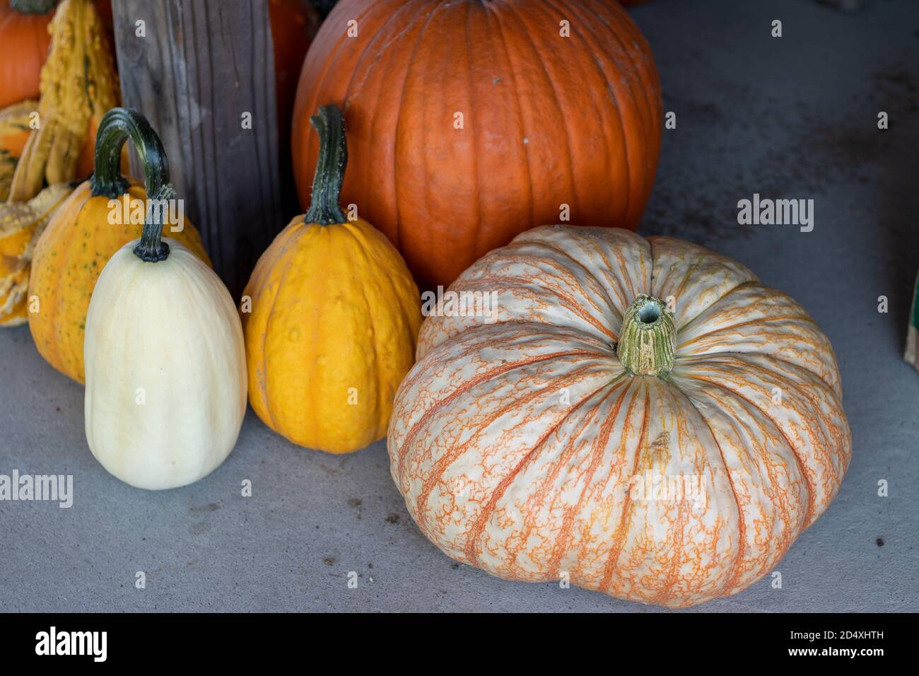 High angle of pumpkin hi-res stock photography and images - Alamy